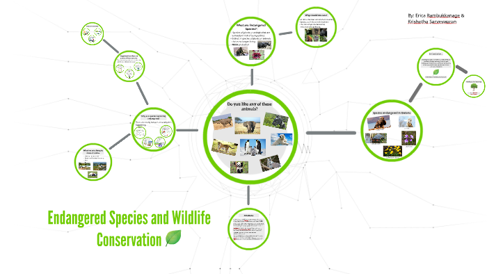 Endangered Species and Wildlife Conservation by Erica R on Prezi