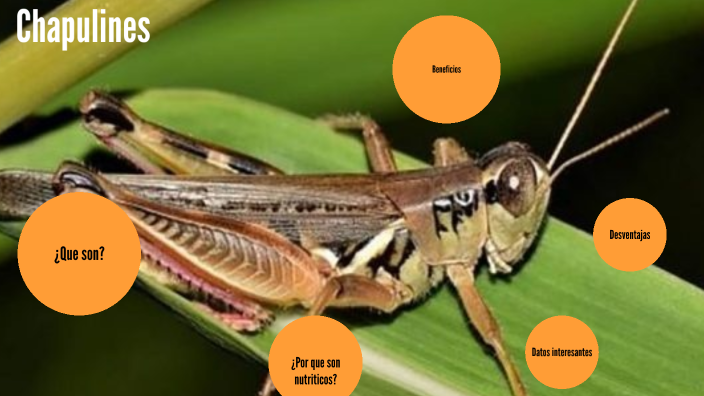 Infografia de chapulin by Jose Mendez Lopez on Prezi