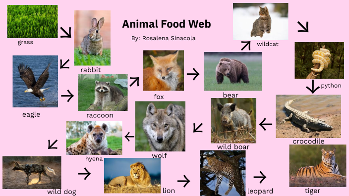 Animal Food Web by Rosalena Sinacola on Prezi