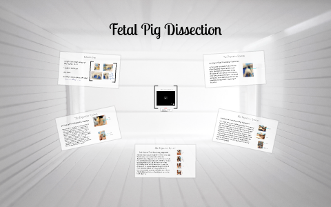 Fetal Pig Dissection: Digestive System by Naomi Ashley