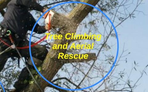 Tree Climbing and Aerial Rescue by Tom Bowen on Prezi