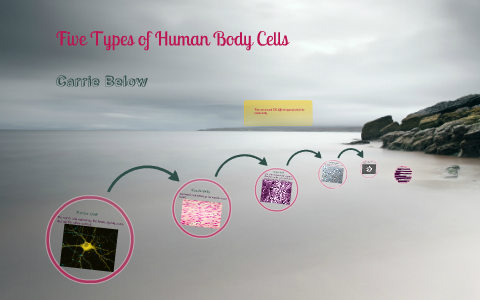 Five Types of Human Body Cells by Carrie Below on Prezi