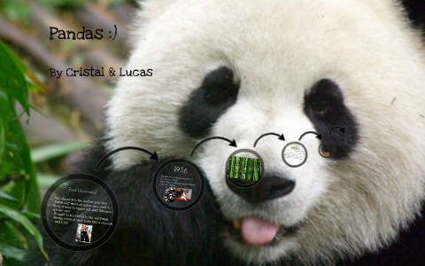Pandas Timeline :) by Cristal Galvan on Prezi