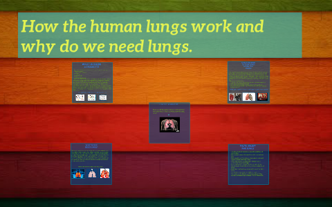 How the human lungs work and why do we need lungs. by Maide M