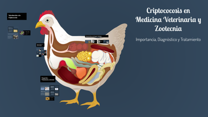 Criptococosis en Medicina Veterinaria y Zootecnia by pepe mr. coni ...