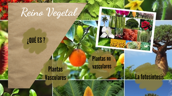 Reino Vegetal by Nicole Galarza on Prezi