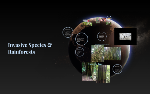 Invasive Species & Primary rainforests by Krystin Garcia on Prezi