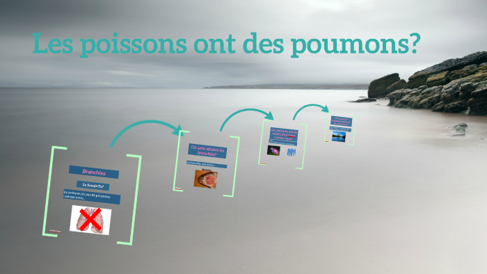Les poissons ont des poumons? by Fred + Clara on Prezi