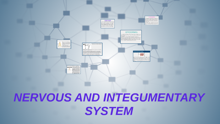 NERVOUS AND INTEGUMENTARY SYSTEM by Joanne Rasco on Prezi