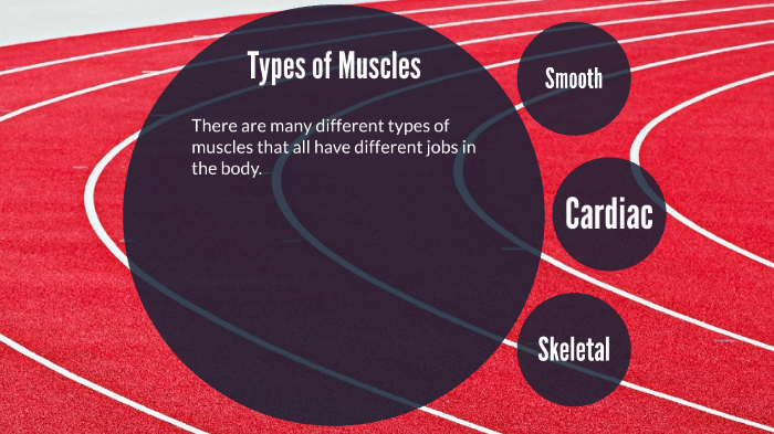 Physical Education Presentation-Muscles by SuperkilerSK on Prezi