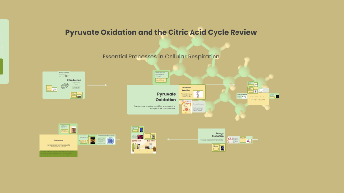 Pyruvate Oxidation and the Citric Acid Cycle Review by Siyuan Liu on Prezi