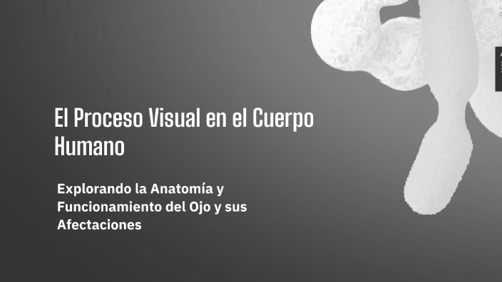 El Proceso Visual en el Cuerpo Humano by miquel Navarro Ortega on Prezi