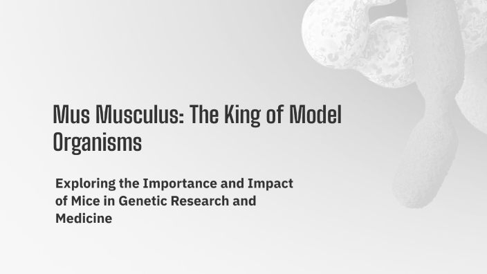 Mus Musculus: The King of Model Organisms by Millie Dennett on Prezi