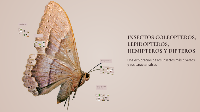 INSECTOS COLEOPTEROS, LEPIDOPTEROS, HEMIPTEROS Y DIPTEROS by MANUEL ...