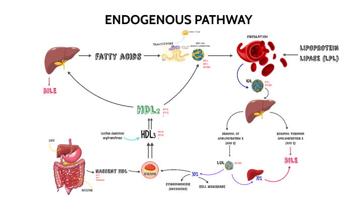ENDOGENOUS by Jobelle Abao on Prezi