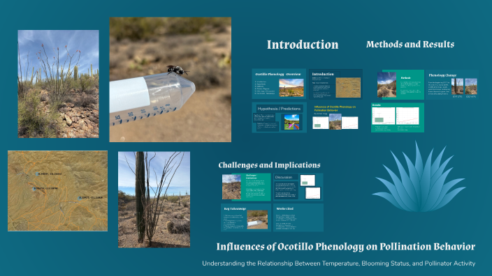 Influences of Ocotillo Phenology on Pollination Behavior by Anthon ...