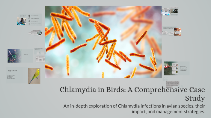 Chlamydia in Birds: A Comprehensive Case Study by Rylee Long on Prezi