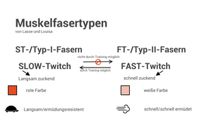 Muskelfaser-Typen by Louisa Weigmann on Prezi Design