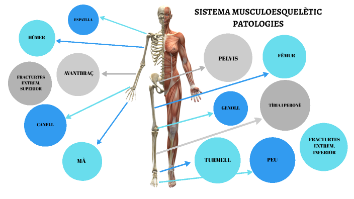 SENSENSE NOMS PATOLOGIES SIST. MUSCL. by Mariya Ihnatova on Prezi