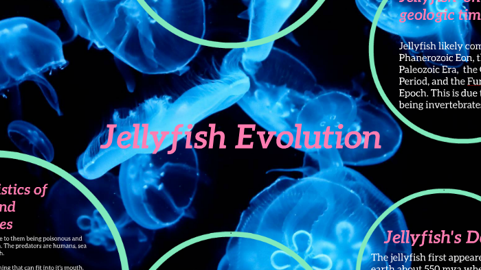 Jellyfish Evolution by Eeshayu Shelke on Prezi