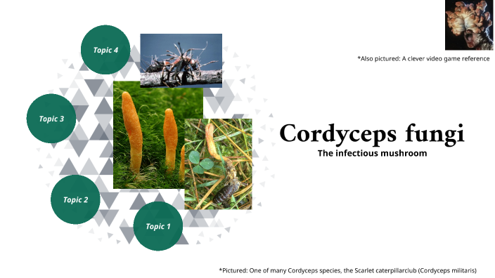 Cordyceps presentation by Elijah Colomer on Prezi