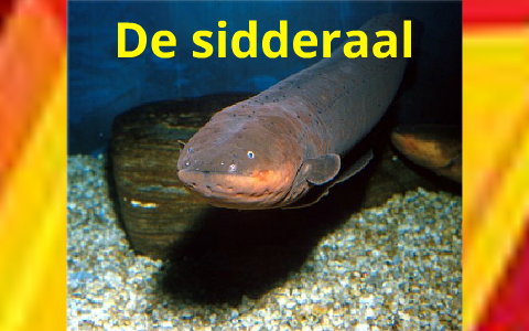 De sidderaal by Benjamin Duncan on Prezi