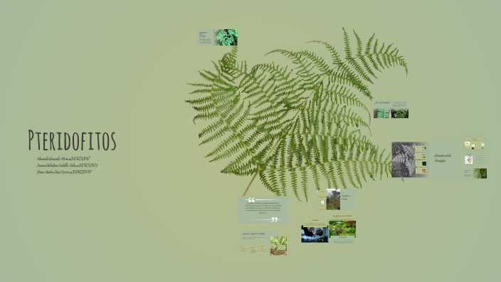 Pteridofitos: Un Viaje a Través de las Plantas Sin Semillas by Manu ...