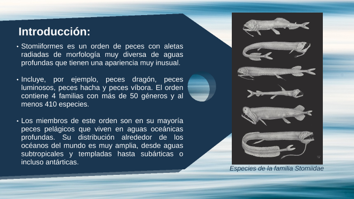 Stomiiformes by Valeska Sandoval Tapia on Prezi
