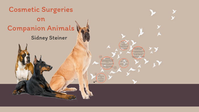 Cosmetic Surgeries on Companion Animals by Sidney Steiner on Prezi