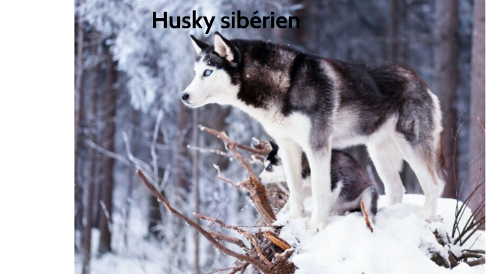 Husky sibérien by quentin franssen