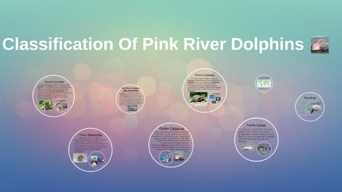 Classification Of Pink River Dolphins by Jayne Ow on Prezi