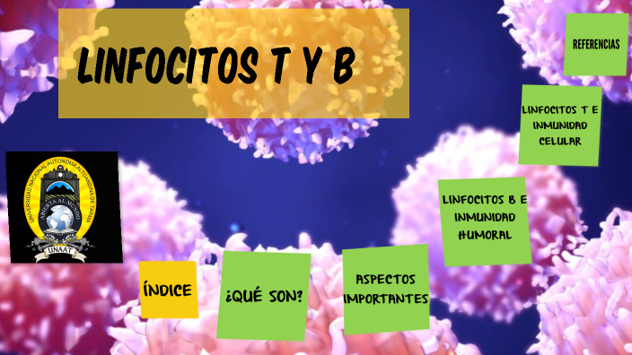 LINFOCITOS T y B by Yumira Mahony Zuñiga Zavala on Prezi