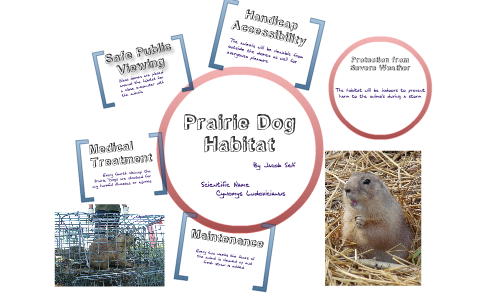 Prairie Dog Habitat by Jacob Self on Prezi