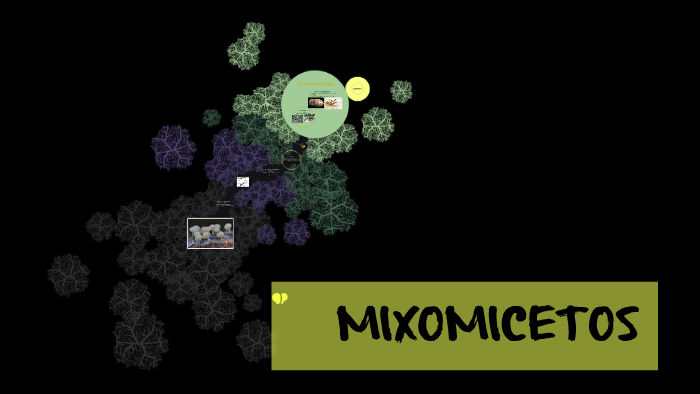 MIXOMICETOS by damaris Aguilera on Prezi
