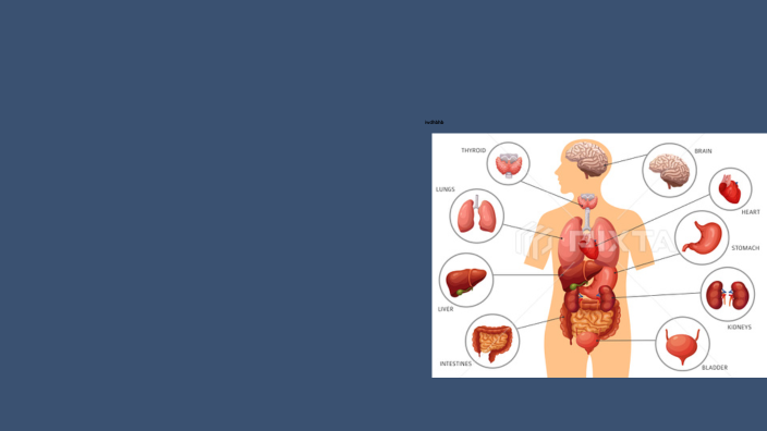 Regulation of water In the human body by David Bottroos on Prezi