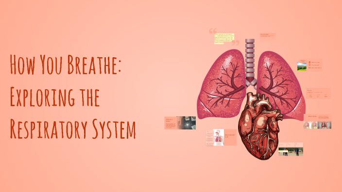 How You Breathe: Exploring the Respiratory System by jana alsaleh on Prezi