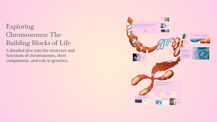 Exploring Chromosomes: The Building Blocks of Life by Joel Casilao on Prezi