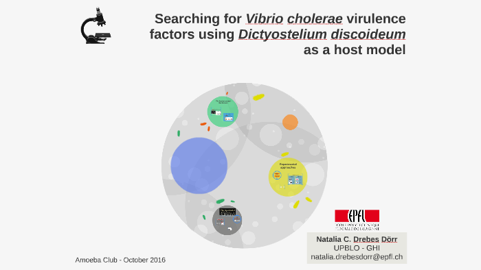Searching for Vibrio cholerae virulence factors by Natália Dörr on Prezi