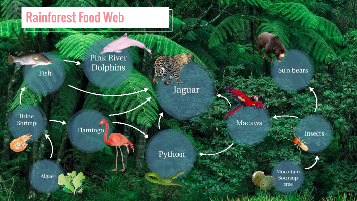 Rainforest Food Web by Melia Leman on Prezi