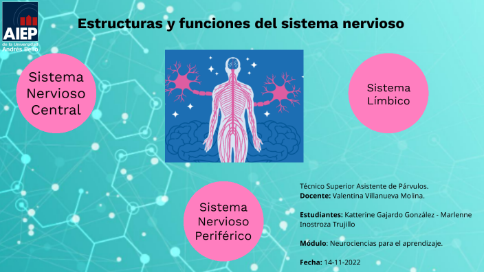 Estructura y función del SNC by Katterine gajardo on Prezi