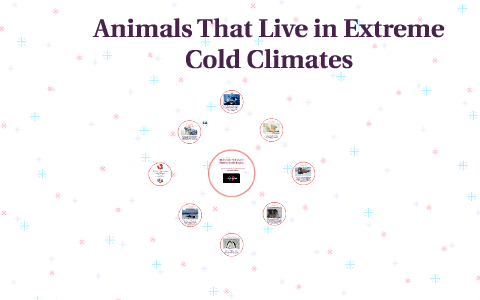 10 Animals That Live in Extreme Cold Climates by Jeff Langer on Prezi