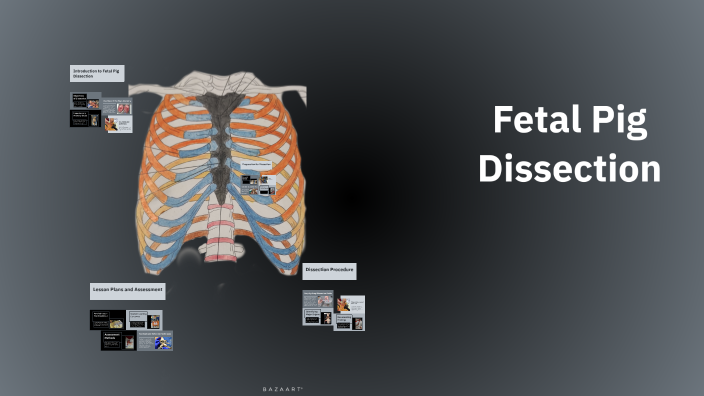 Fetal Pig Dissection with students engagement by Meshielle on Prezi