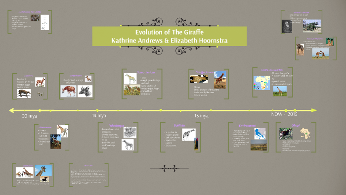Evolution of The Giraffe by Elizabeth Hoornstra on Prezi