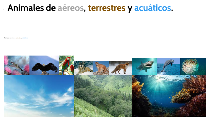 Animales de aire, tierra y agua by Luis Eduardo De Jesús Rangel on Prezi