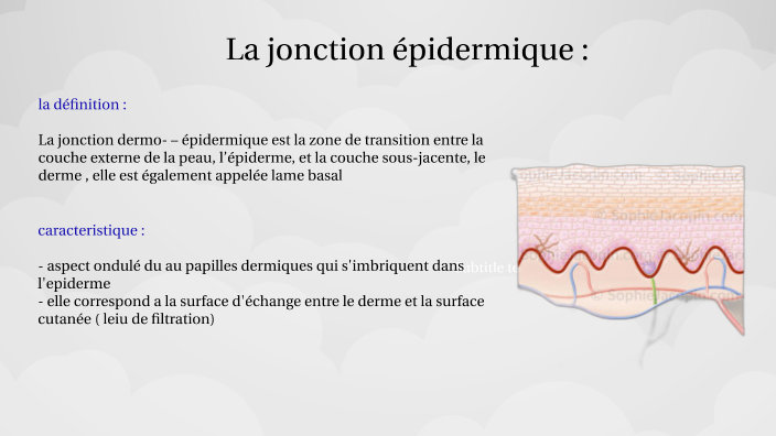la jonction epidermique by LEA GUINARD on Prezi