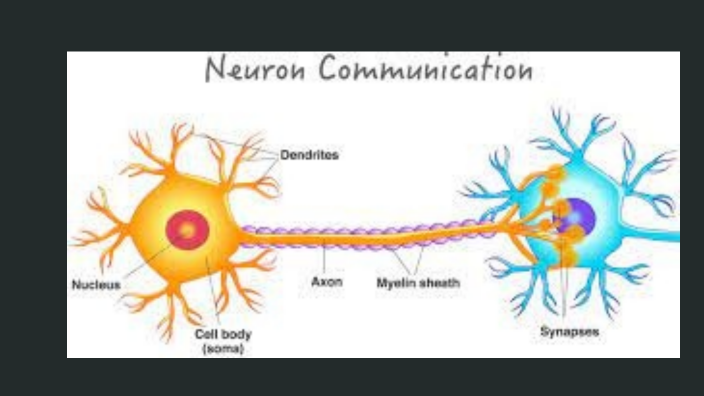The Communication of Neurons Between and Around Each other by Alexis ...