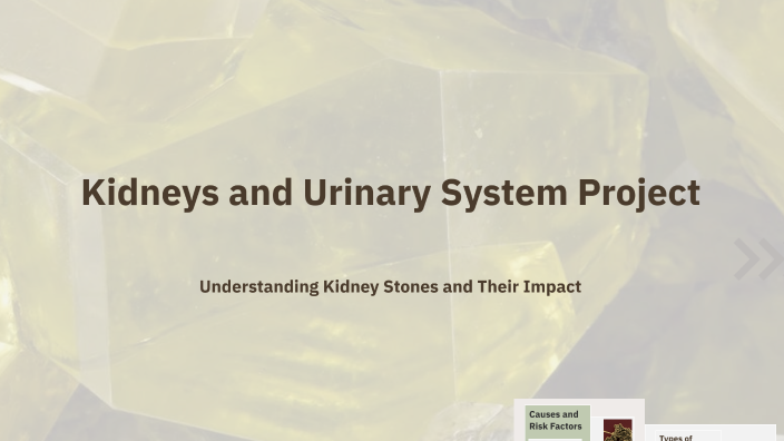 Kidneys and Urinary System Project by Summer Peedin on Prezi