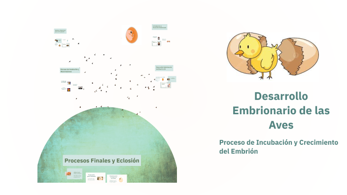 Desarrollo Embrionario de las Aves by camila rivadeneira on Prezi