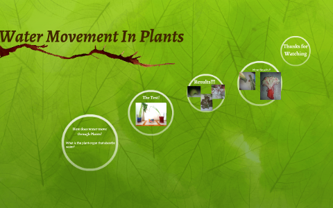 Water Movement In Plants by alexia tuaoi on Prezi