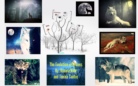 The Evolution of Wolves by Janina Santos on Prezi